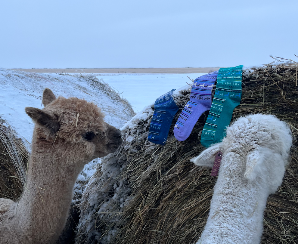 Alpaca Print Crew Sock – AlpacaLand