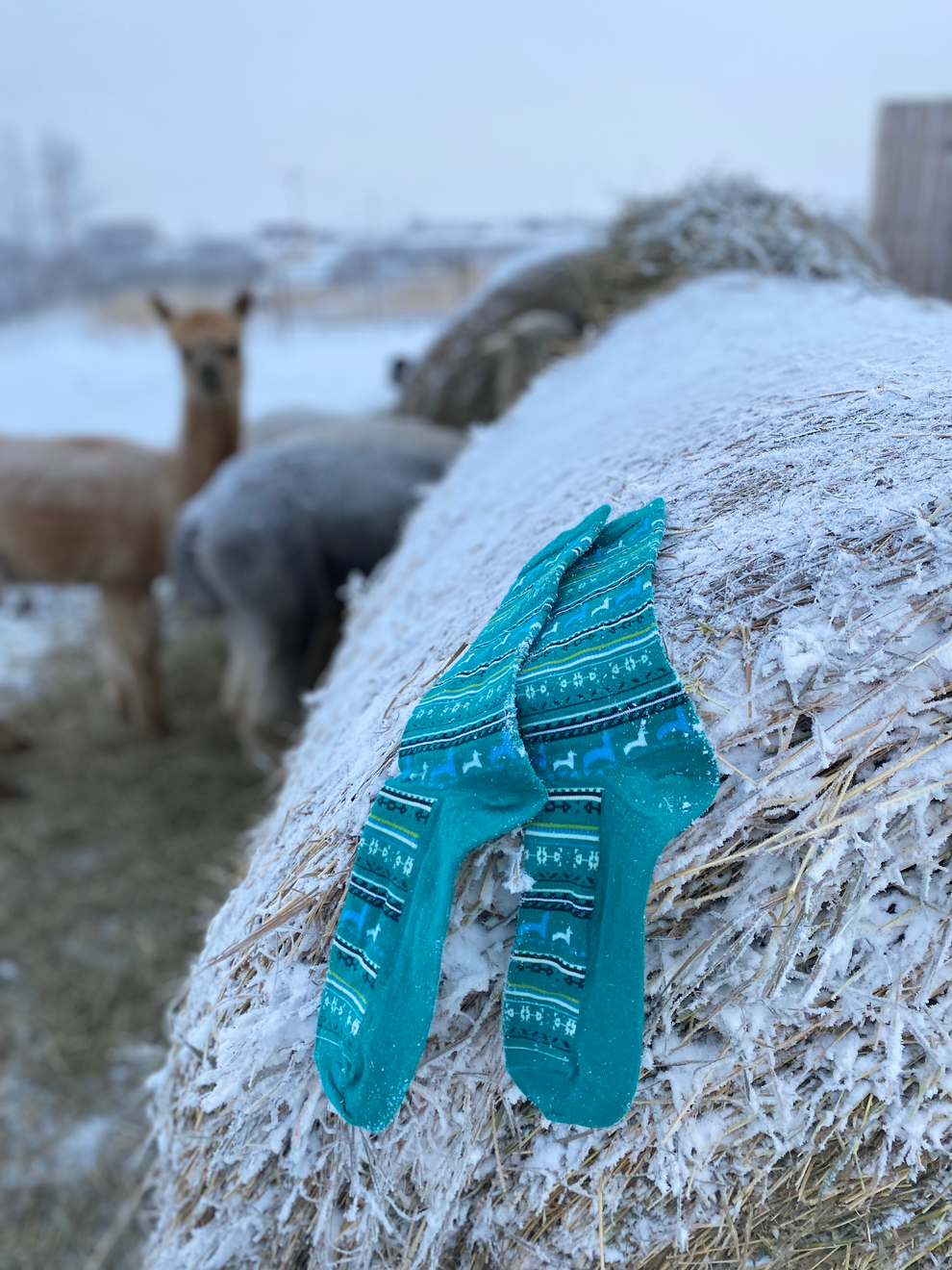 Alpaca Print Crew Sock – AlpacaLand